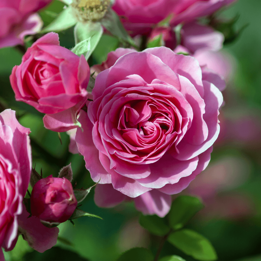 Rebel Rose | Lumiere Beauty